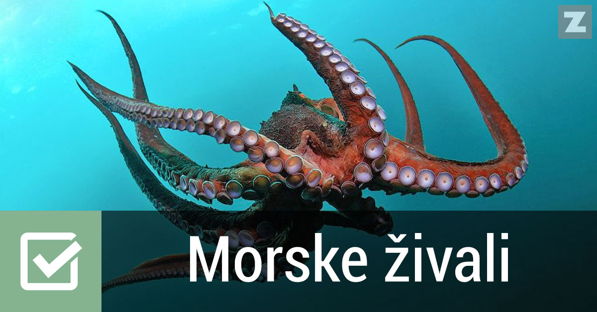 Morske živali | Naravoslovje | Preverjanje znanja | Zmaga.com